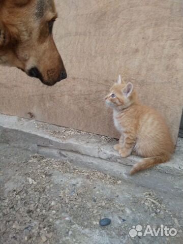 Отдам котенка в хорошие руки