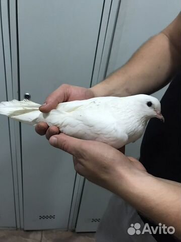 Найден голубь