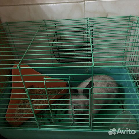 Декоративный кролик с клеткой