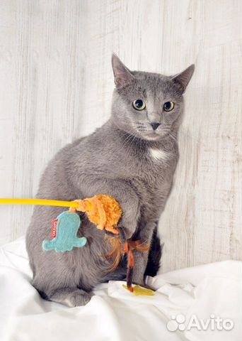 Кошечка Глория в добрый руки