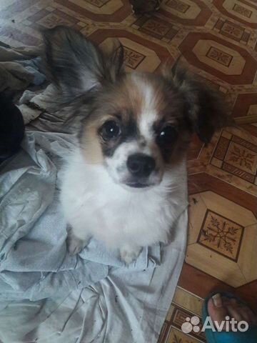 Папийон