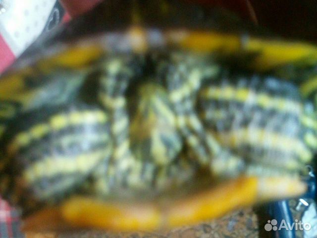 Красноухая водяная черепаха