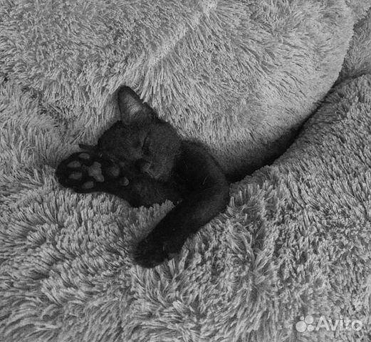 Молодая кошка