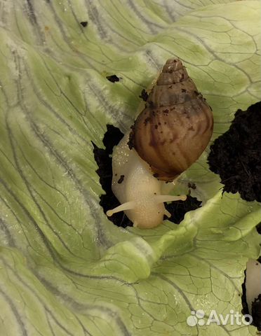 Улитка ахатина альбинос