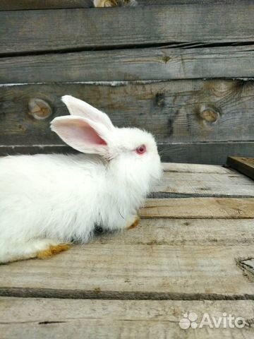 Кролики немецкая ангора