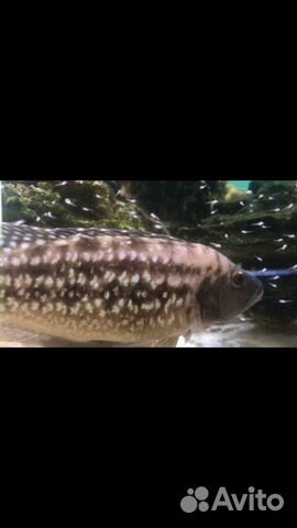 Танганьика. Неолампрологус элонгатус