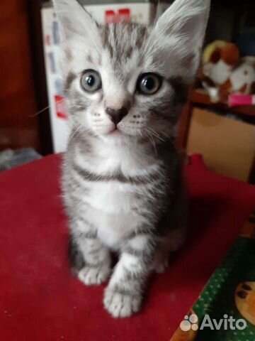 Котёнок-мальчик