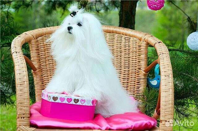 Чудо малыши мальтийской болонки (мальтезе)