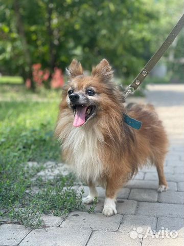 Маленький пожилой шпиц в добрые руки Ищет дом