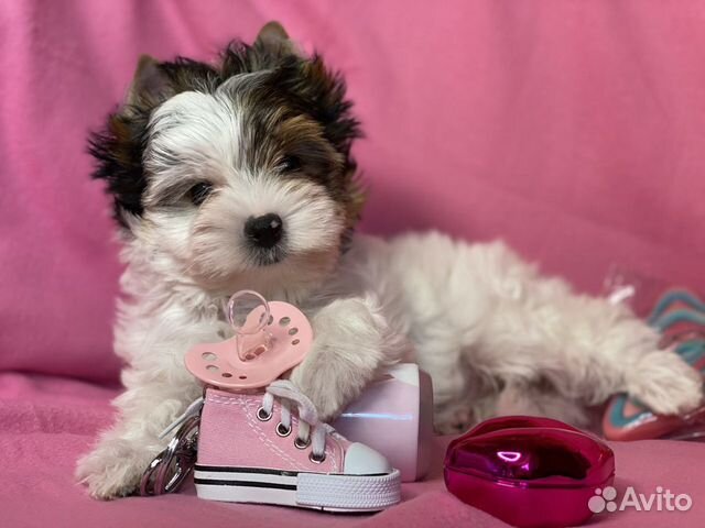 Куколка бивер йорк