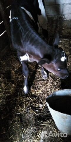 Продается 2-ух недельный теленок "бычок"