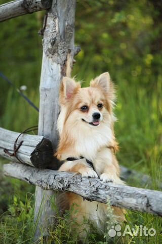 Длинношерстные чихуахуа