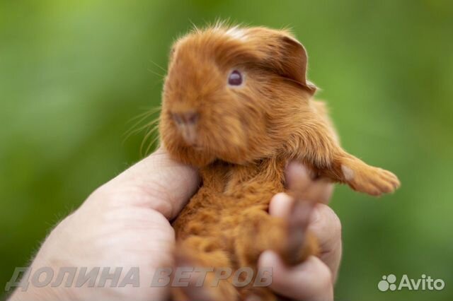 Мальчик крестед американский золотой с белым