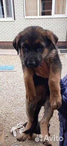 Немецкая овчарка