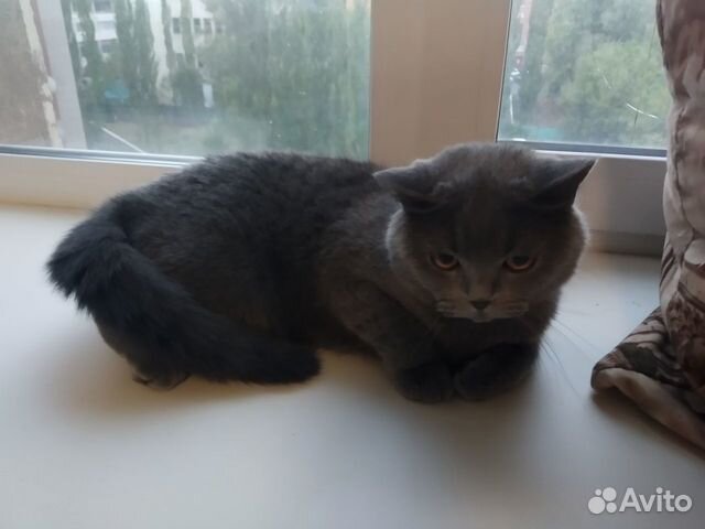 Британская кошка бесплатно