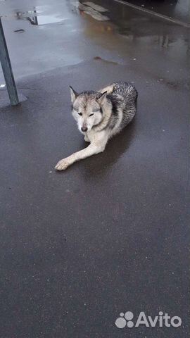 Чья собака хаски или лайка потеряна