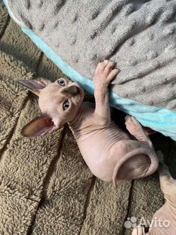 Канадский сфинкс