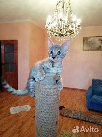 С рочно Редкие серебряные бенгалы