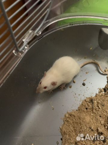 Крысенок декоративный