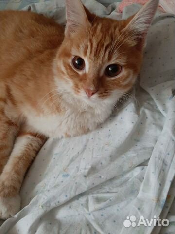 Милая киска(кот) )