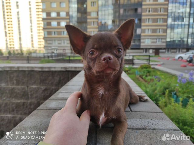 Чихуахуа подрощенный парнишка