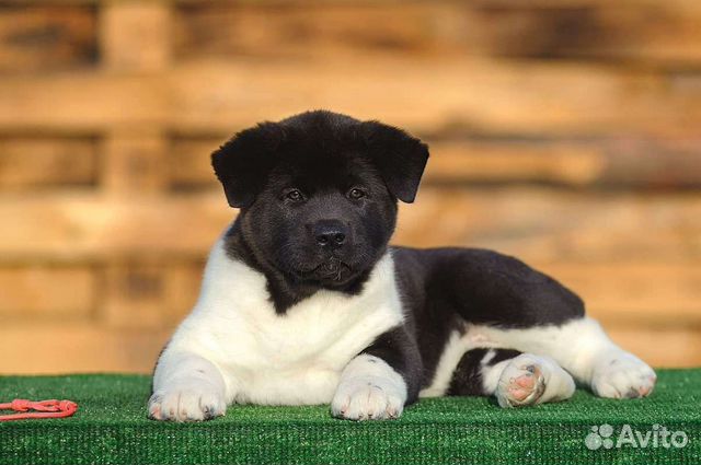 Щенки американской акиты