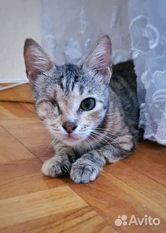 Стерилизованная кошка Мышка в добрые руки