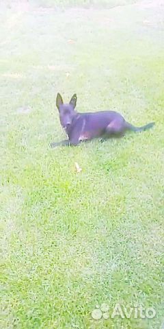 Малорослая собачка в добрые руки