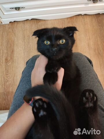 Черная вислоушка