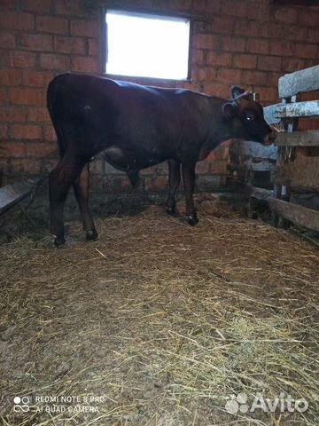 Телята и бычок