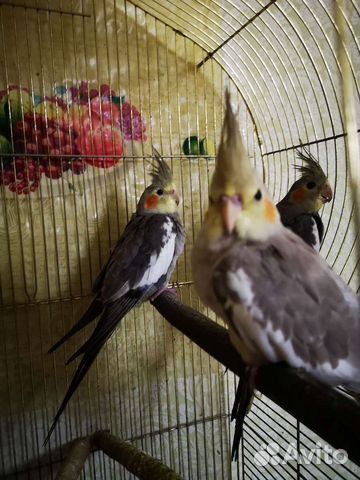 Попугай корелла