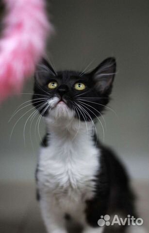 Корри котенок девочка, 3 месяца, маленький ушастик