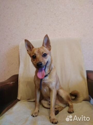 Найдена собака кобель