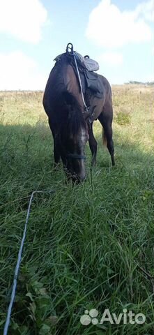 Лошадь жеребец