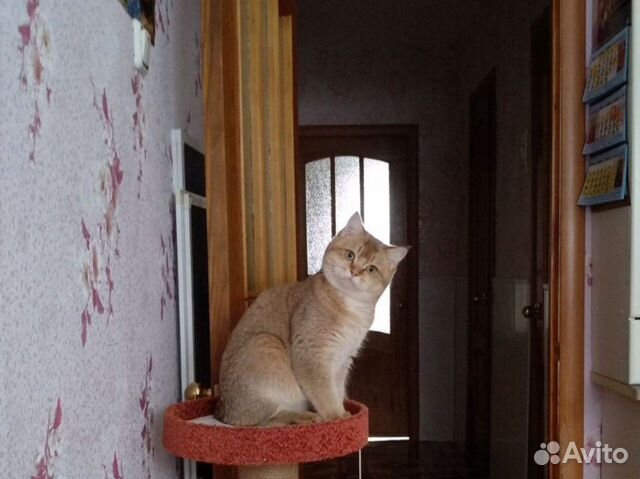 Золотая шиншилла кот