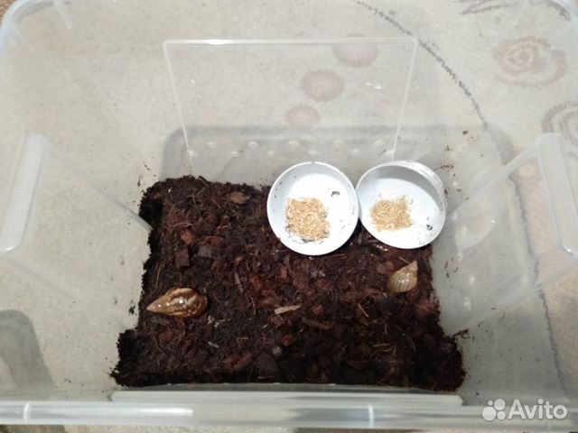 Улитки ахатина (вместе с террариумом)