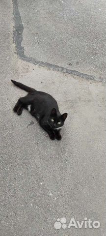 Кошечка и её котенок