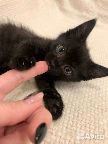 Чёрный котенок Гектор 1.5 месяца