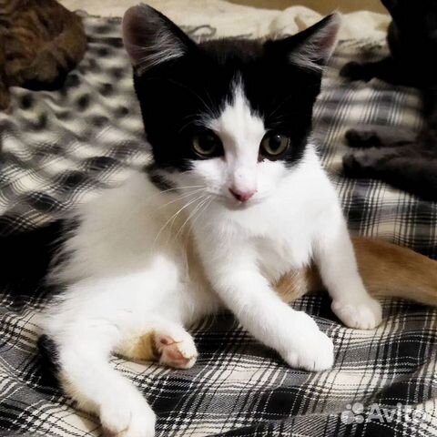 Евочка (3 мес) классная меховая котодевочка