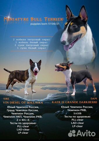 Миниатюрный бультерьер