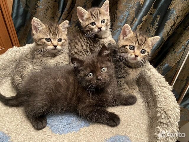 Кошка