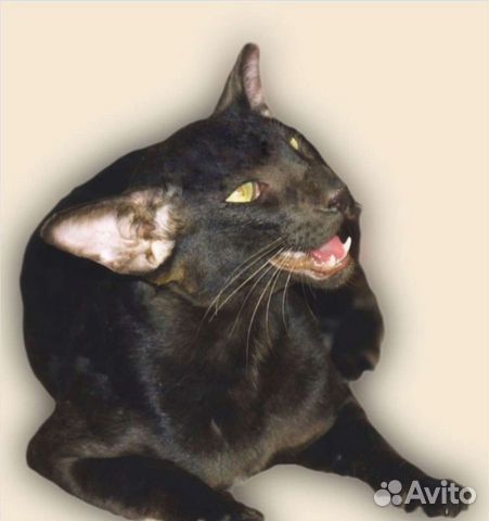 Ориентальная