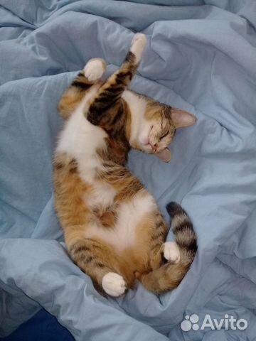 Кошечка в добрые руки