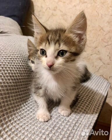 Котенок котик в дар бесплатно добрые руки