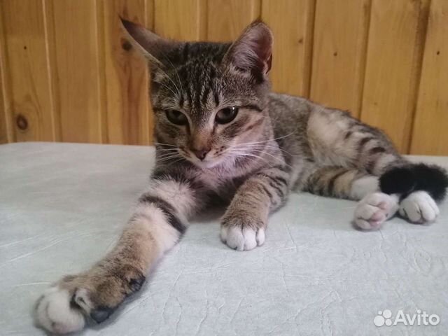Котенок в добрые руки