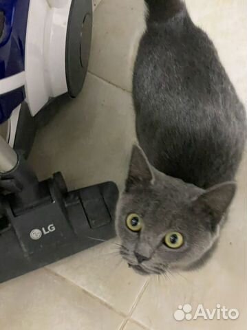 Британский котик