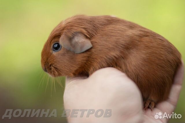 Морская свинка девочка английский селф золотой