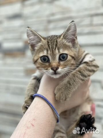 Котята бесплатно