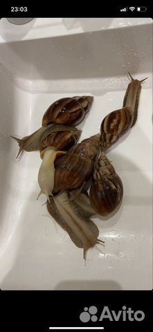 Улитки ахатины бесплатно