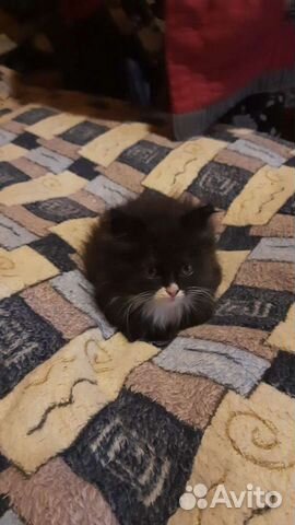 Кошечка в дар